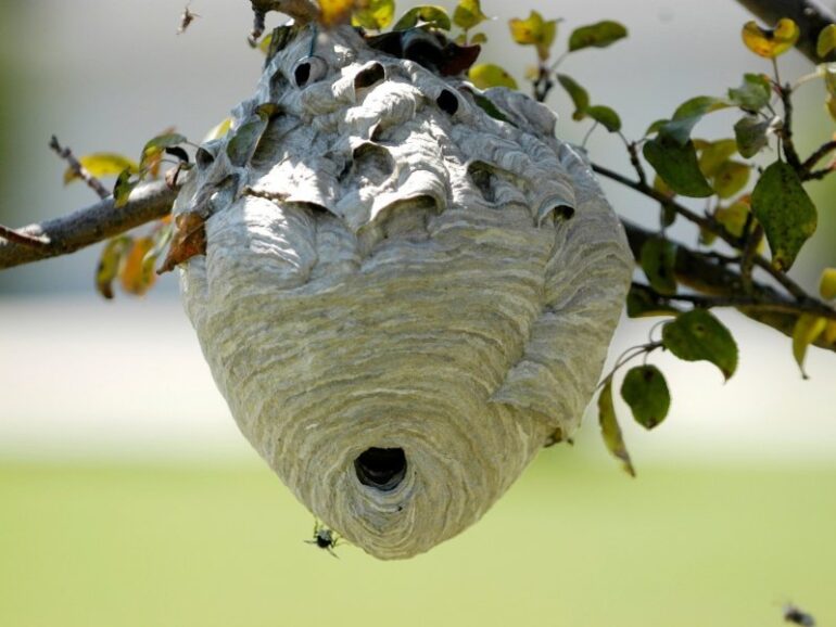 Evo kako možete ukloniti gnijezdo stršljena bez korištenja kemikalija ...